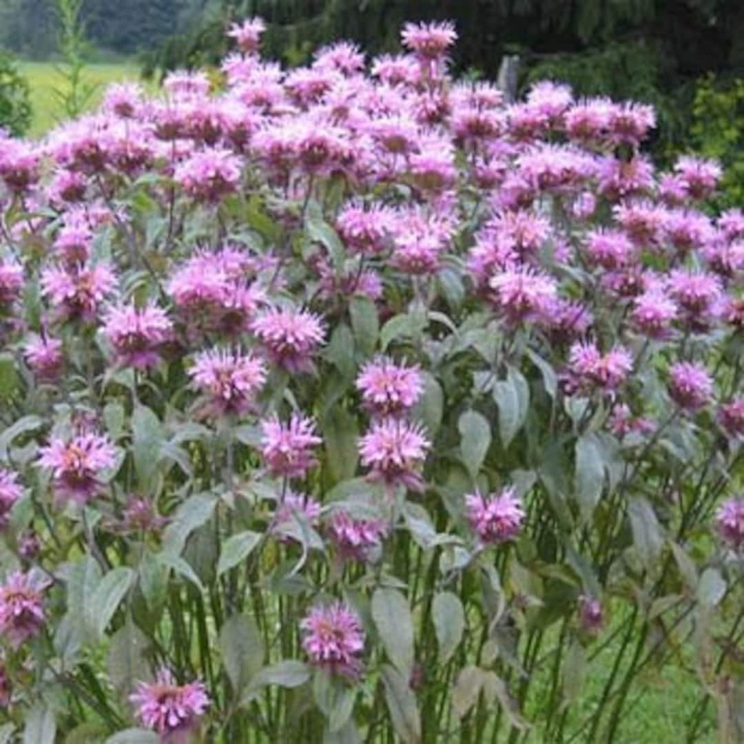 Lavender Mintleaf Bee Balm Flower Seeds/monarda Fistulosa/perennial 50 ...