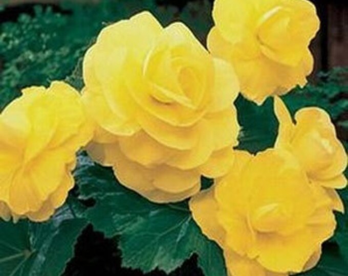 Double Yellow Begonia Flower Seeds/tuberosa/annual 20 | Etsy
