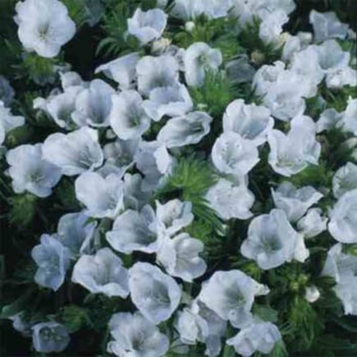 Echium White Bedder Flower Seeds/plantagineum/biennial 50 - Etsy
