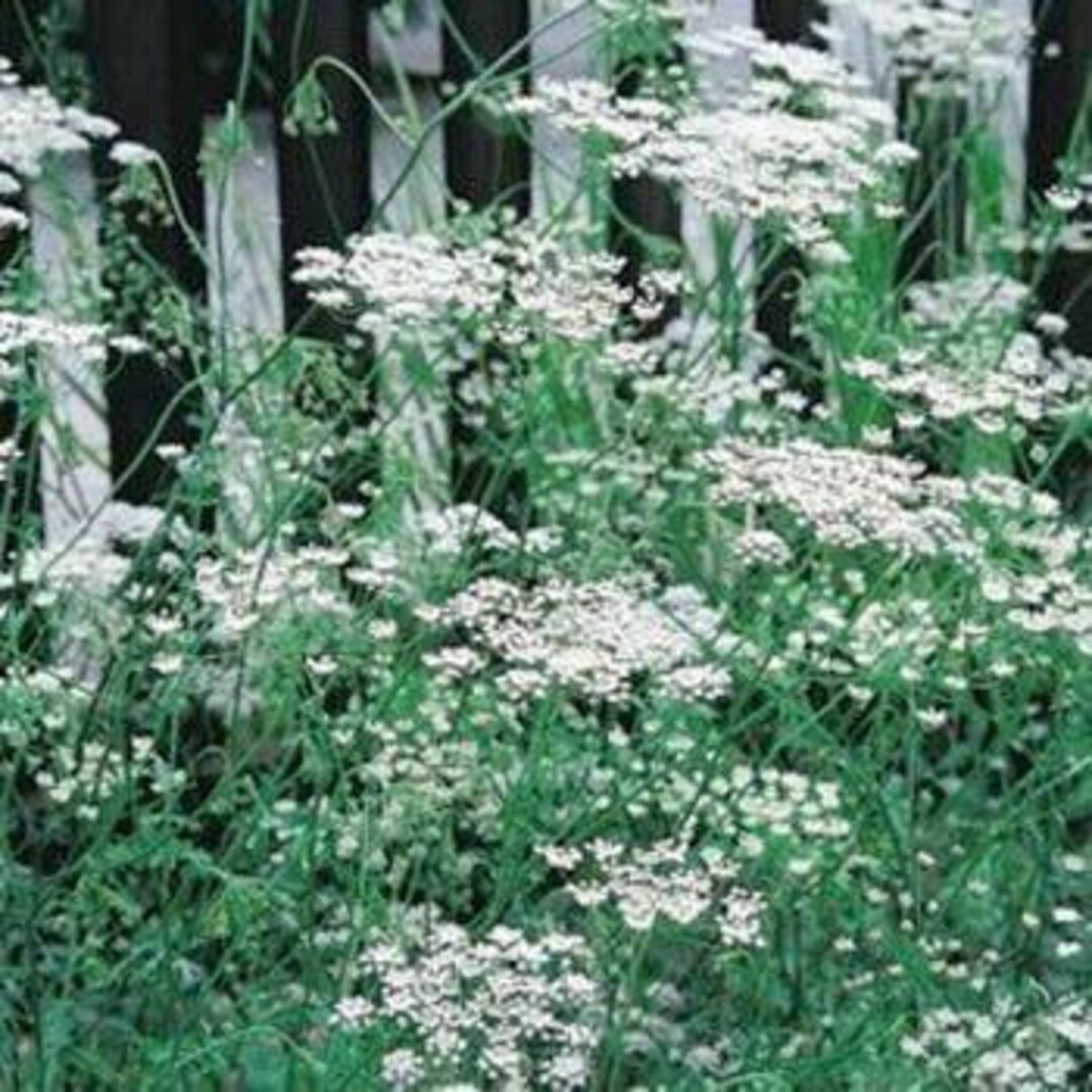 Anise Herb Seeds/pimpinella Anisum/annual 30+ - Etsy