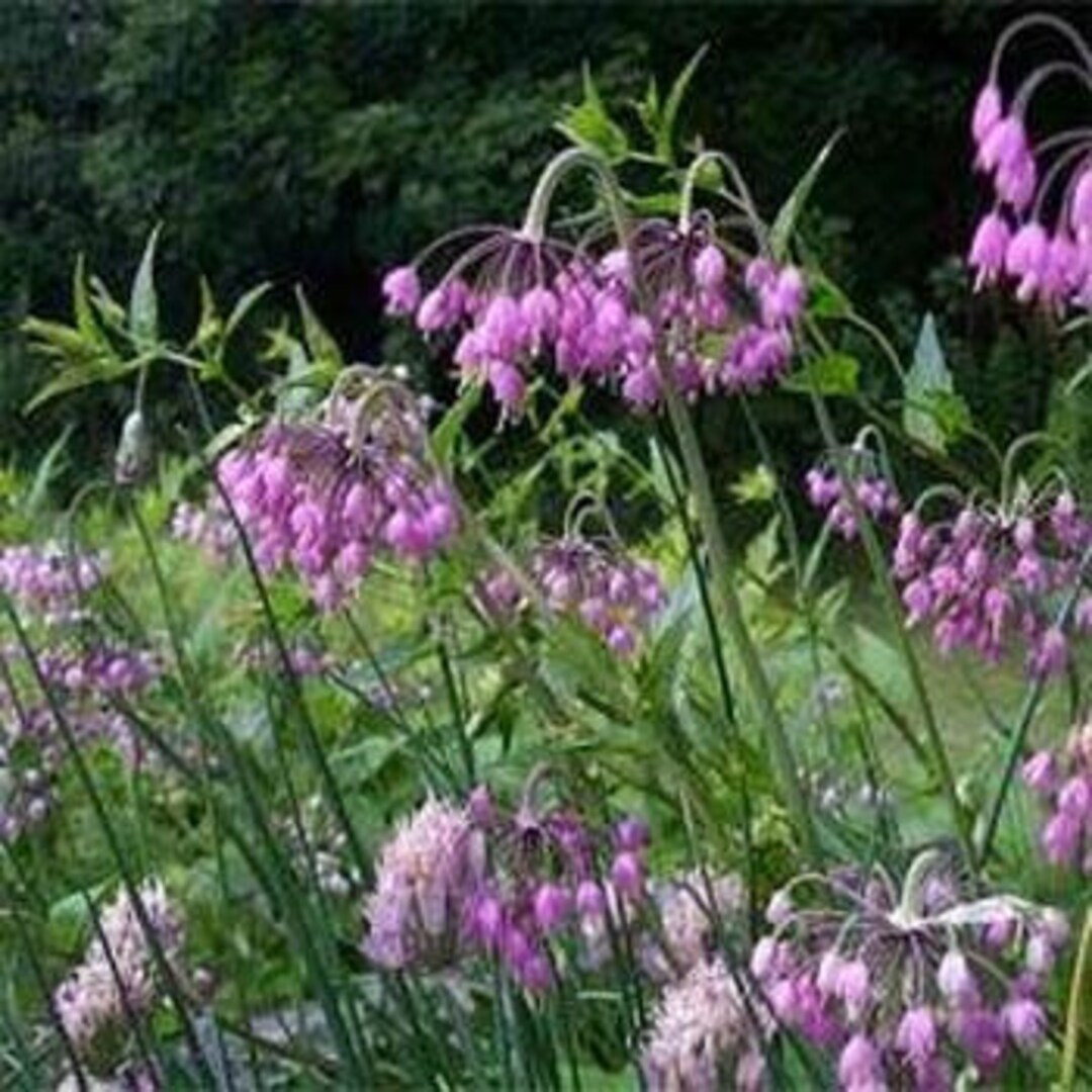 Nodding Pink Onion Flower Seeds/allium Cernuum/perennial 50 - Etsy