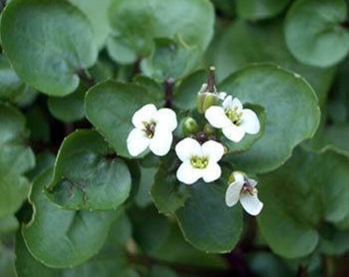 Watercress Herb Seeds/nasturtium Officinale/perennial 50+ - Etsy