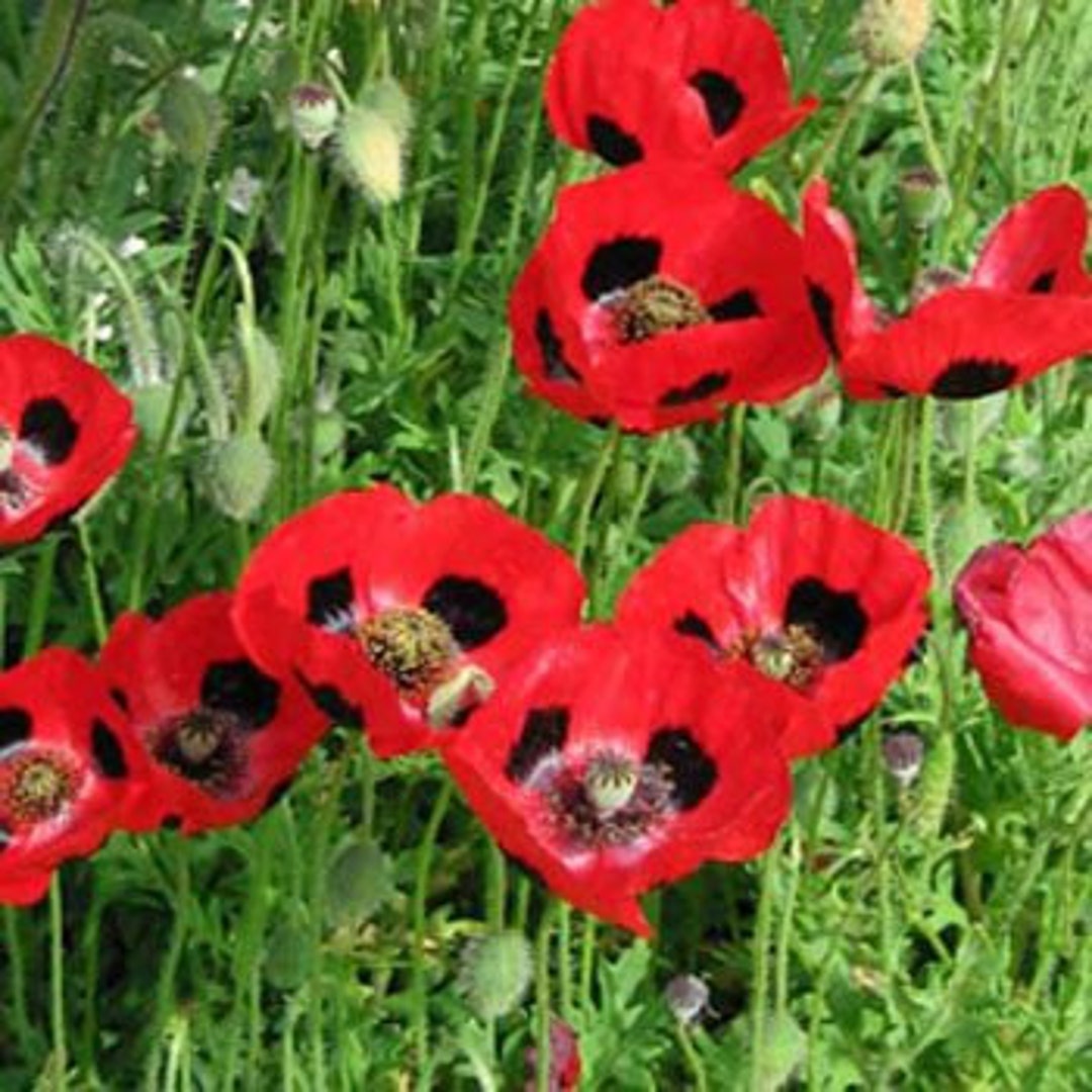 Ladybird Scarlet Poppy Flower Seeds/papaver Commutatum/annual 100+ - Etsy