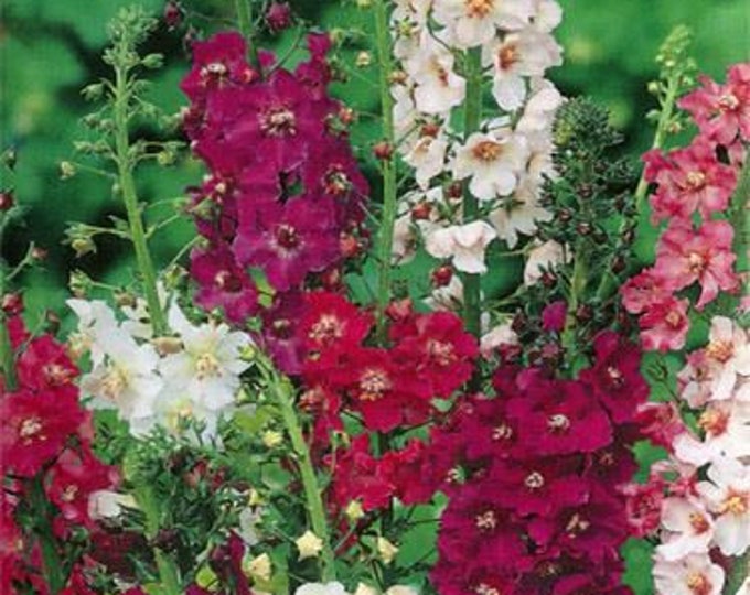 Verbascum Hybrids Mix Flower Seeds / Perennial 75+ - Etsy