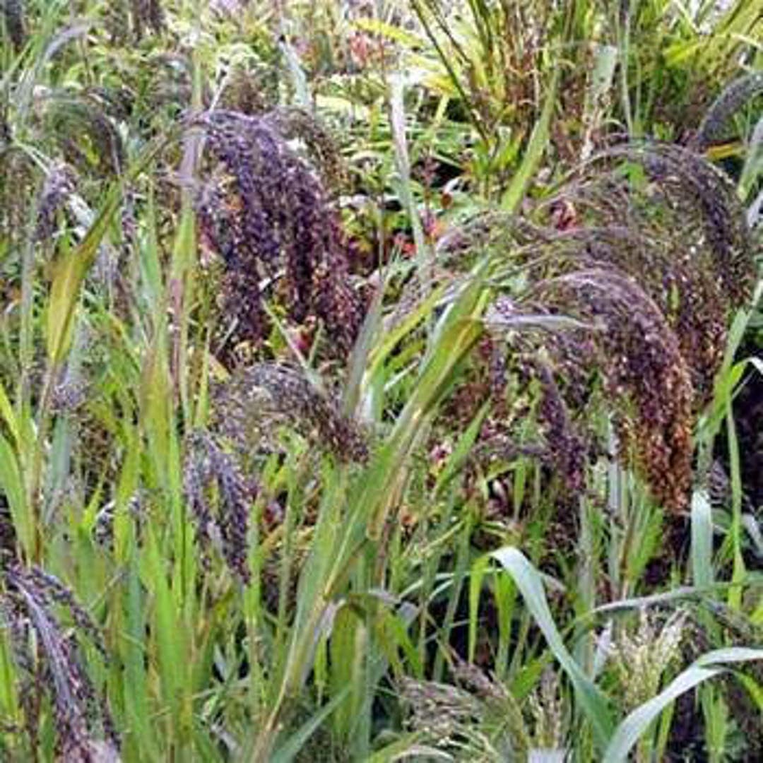 Violet Panic Grass Seeds/panicum Violaceum/annual 25+ - Etsy