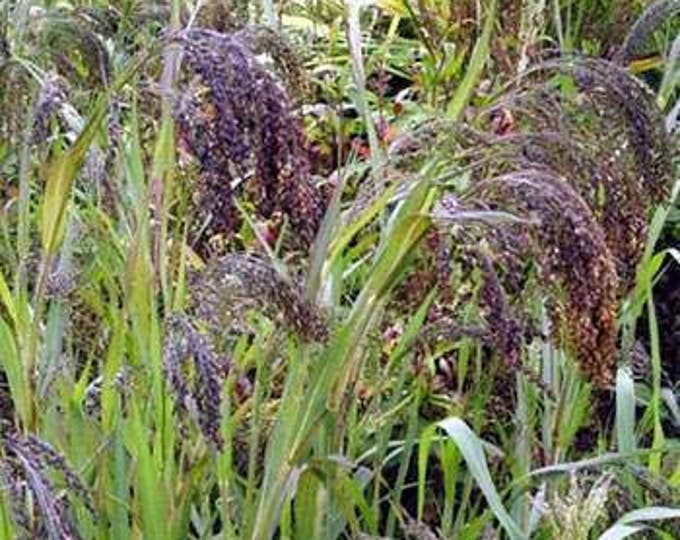 Violet Panic Grass Seeds/panicum Violaceum/annual 25+ - Etsy