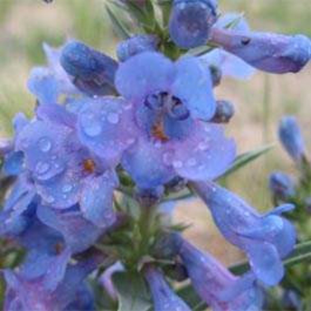 Blue Violet Beardtongue Penstemon Flower Seeds/angustifolius/perennial ...