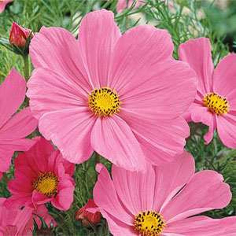 Pinkie Cosmos Sensation Flower Seeds/annual 35 - Etsy