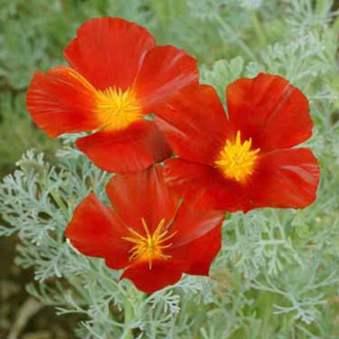 Red Chief California Poppy Flower Seeds/eschscholzia/annual 100+ - Etsy