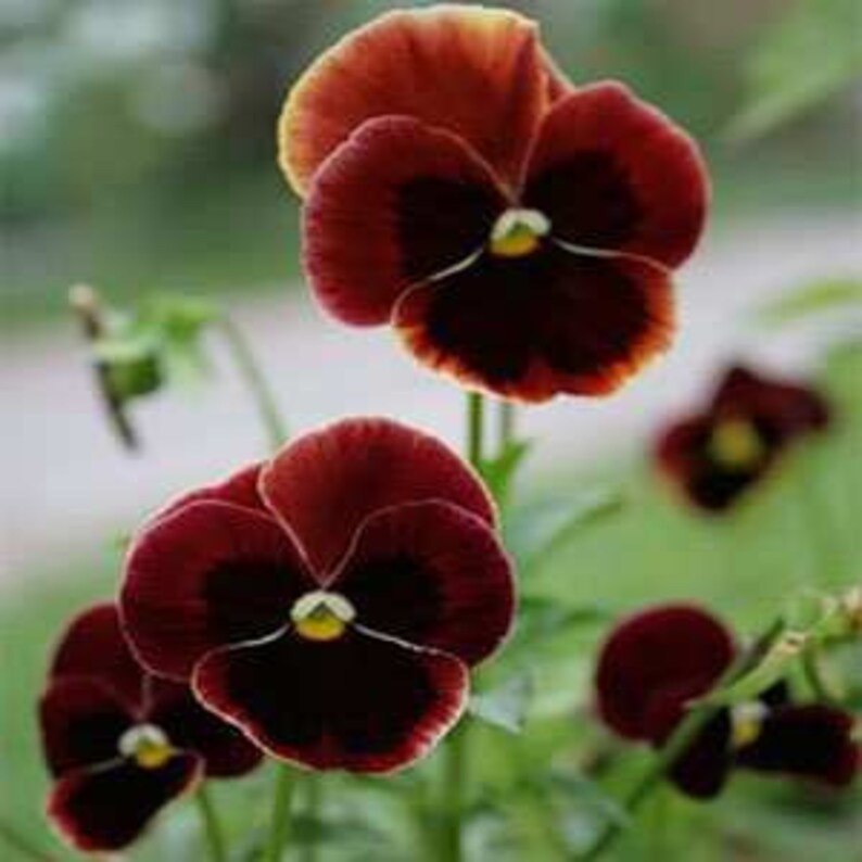 Swiss Giant Wine Red Viola Pansy Flower Seeds/biennial 35 - Etsy