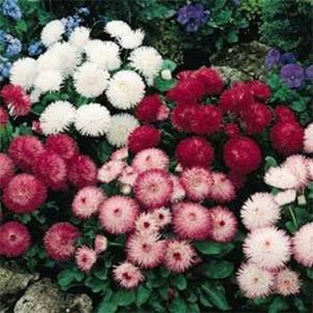 English Daisy Bellis Mix Flower Seeds/biennial 50+ - Etsy