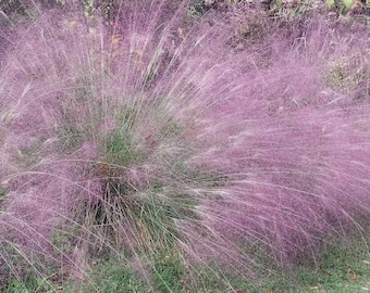 Blue Love Grass Seeds/perennial 35 - Etsy