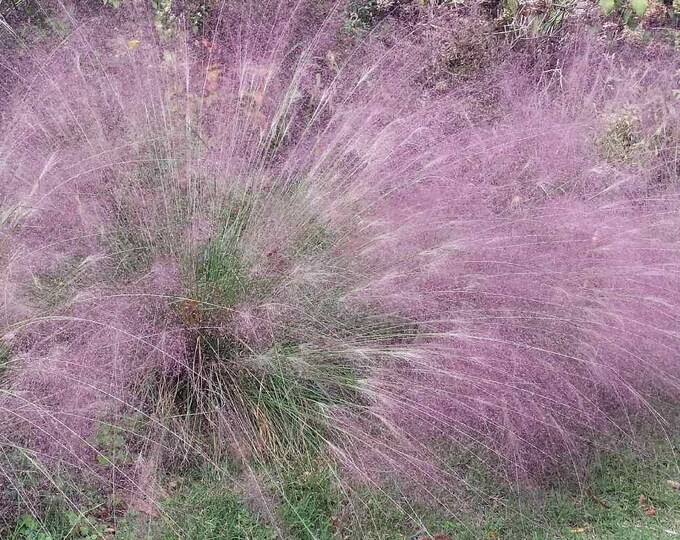 Purple Love Grass Seeds /eragrostis Spectabilis/ Perennial 35+ - Etsy