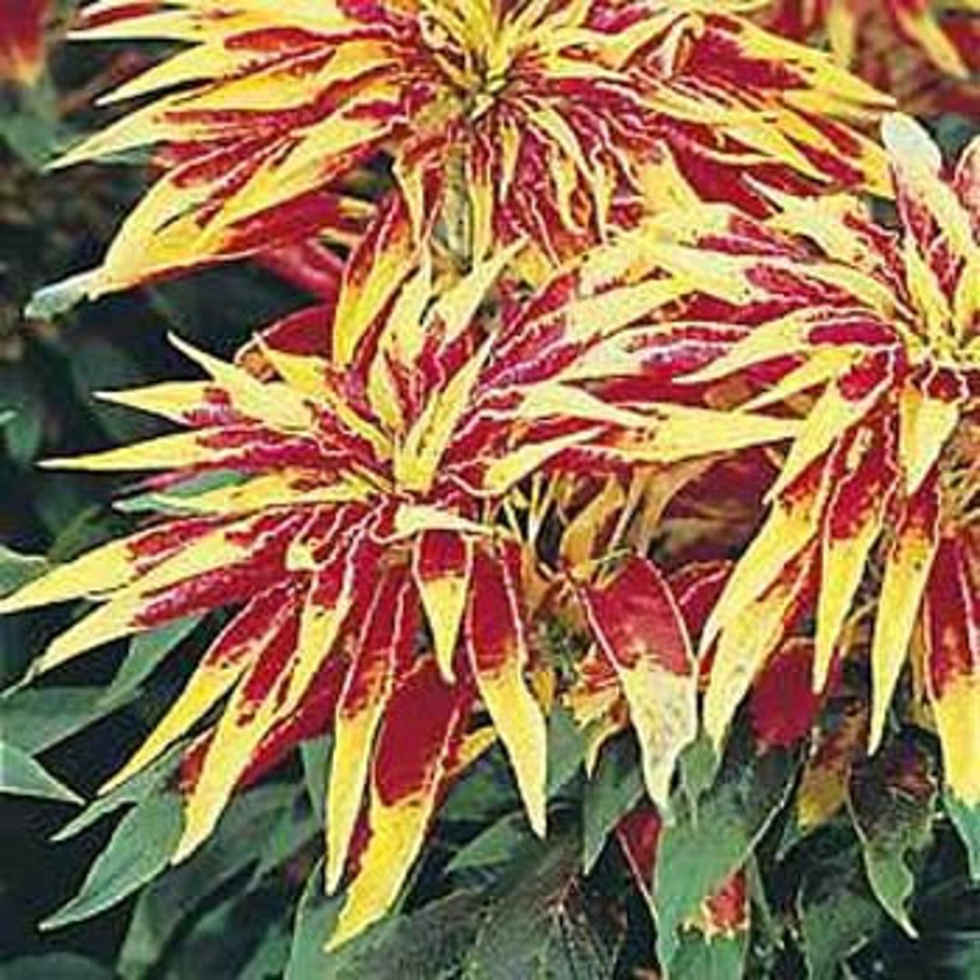 Amaranthus Tri-color Splendens Perfecta Flower Seeds/annual 50+ - Etsy