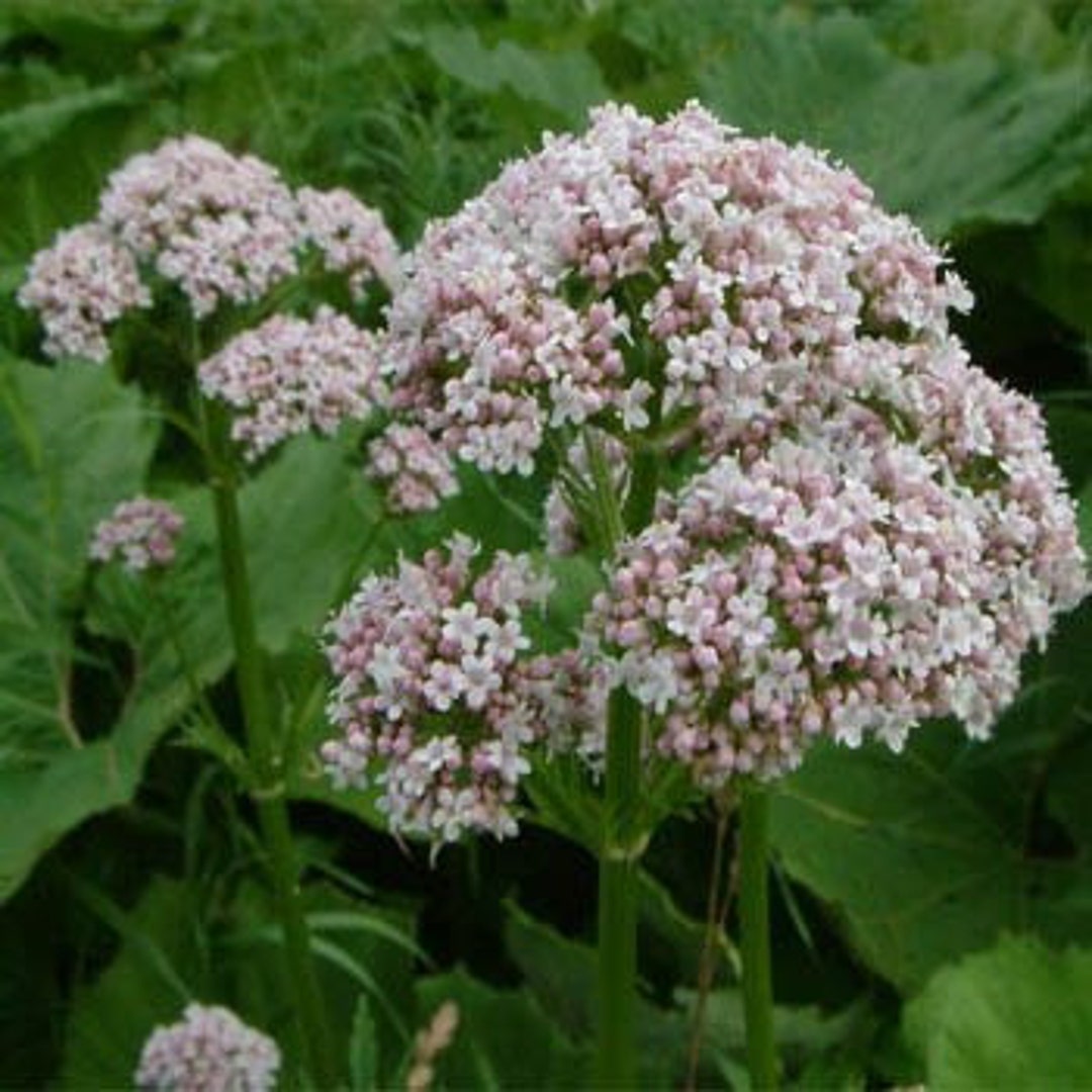 Valerian Herb Seeds/valeriana Officinalis/perennial 60+ - Etsy