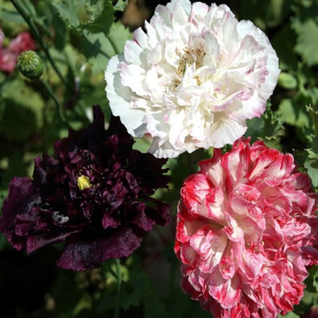 Antique Peony Poppy Flower Seeds/mix/papaver/annual 100+ - Etsy