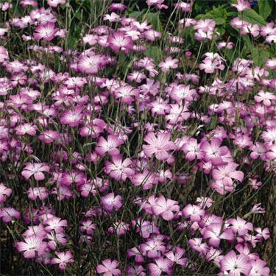 Milas Rose Agrostemma Flower Seeds/githago/annual 50+ - Etsy
