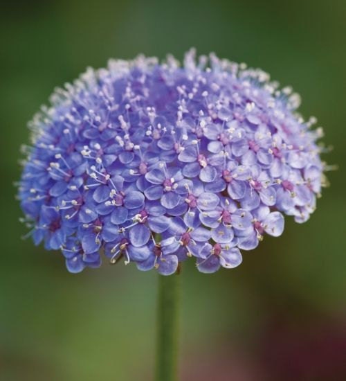 Didiscus blue lace flower store