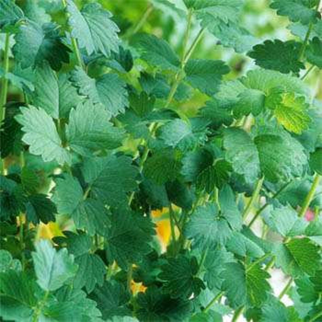 Salad Burnet Herb Seeds/sanguisorba Minor/perennial 50+ - Etsy