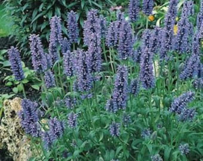 Blue Catmint Flower Seeds/nepeta Mussinii/perennial 35+ - Etsy