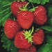 Wild Strawberry Baron Fruit Seeds/fragaria Vesca Solemacher/perennial ...