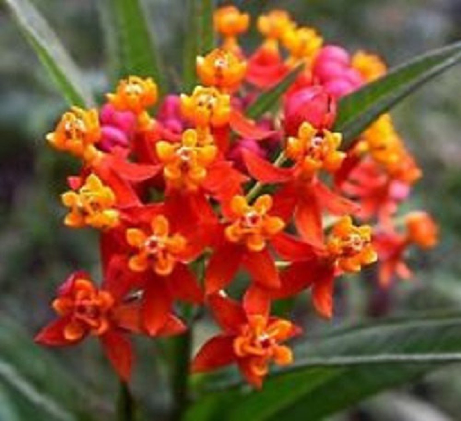 Bloodflower Butterfly Weed Flower Seeds / Asclepias /perennial - Etsy