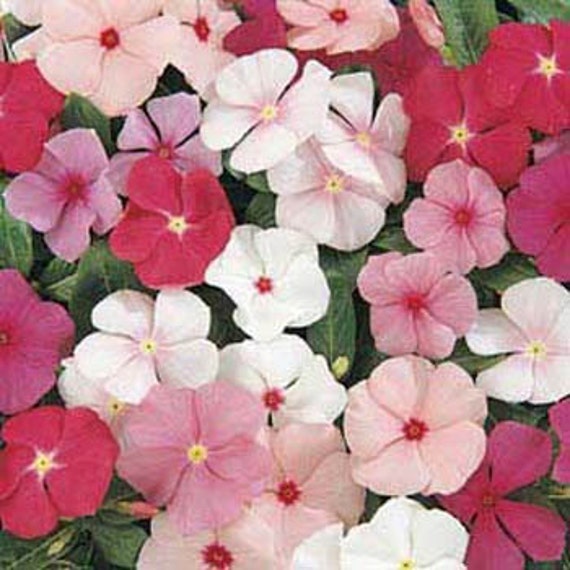 Vinca Periwinkle Mix Flower Seeds/annual 40 - Etsy