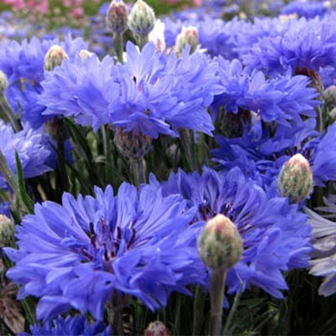 Blue Dwarf Tom Pouce Cornflower Flower Seeds/bachelor's Button/annual ...