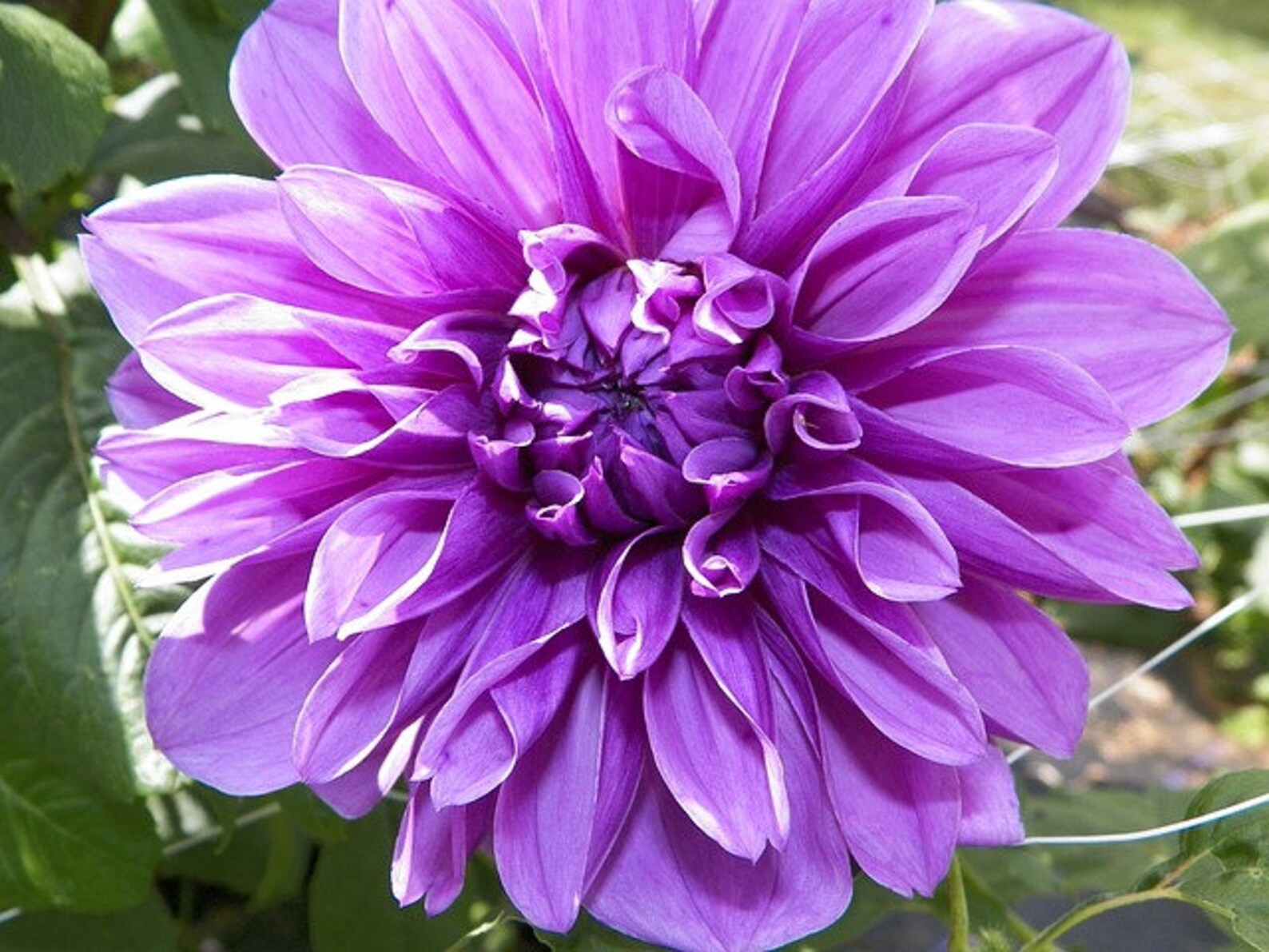 Graines de fleurs de Dahlia Violet opéra / annuelle 25 - Etsy France