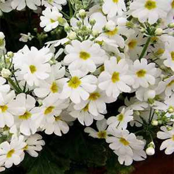 White Fairy Primrose Flower Seeds/primula Malacoides/perennial | Etsy