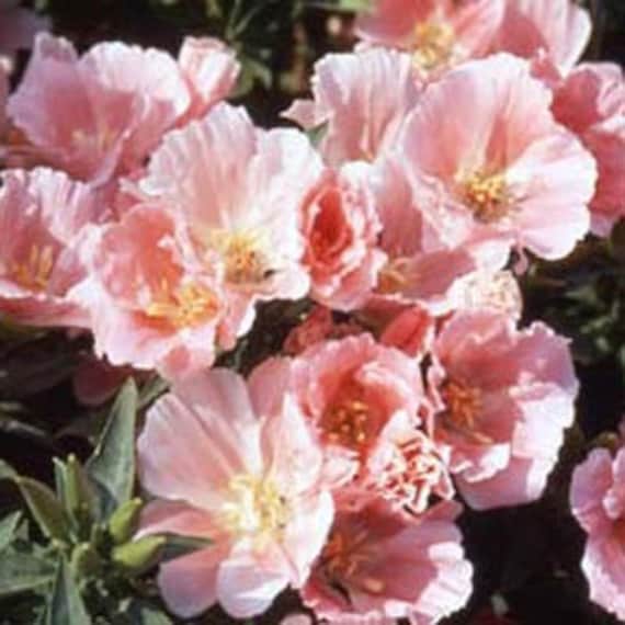 Salmon Godetia Flower Seeds/Grandiflora/Sybil Sherwood/Annual | Etsy