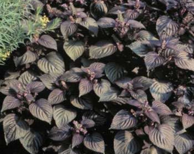 Wild Purple Mint Basil Beefsteak Plant Herb Seeds/perilla Frutescens ...
