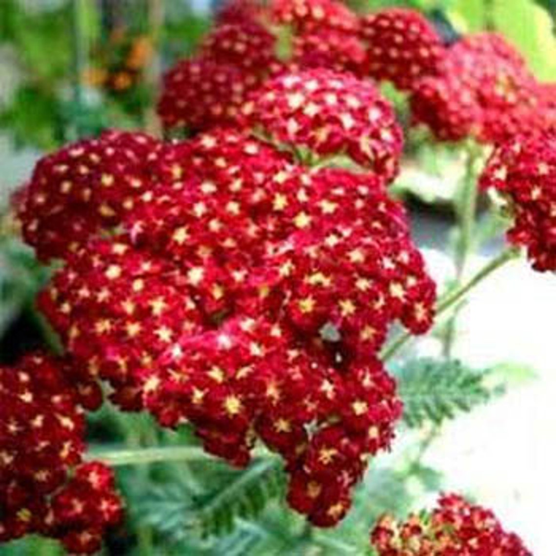 Red Yarrow Rubra Flower Seeds/perennial 100 | Etsy