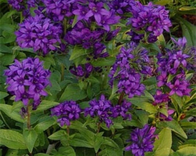 Purple Campanula Bellflower Flower Seeds/superba/perennial 50+ - Etsy