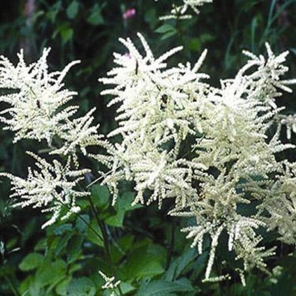 Goats Beard - Etsy