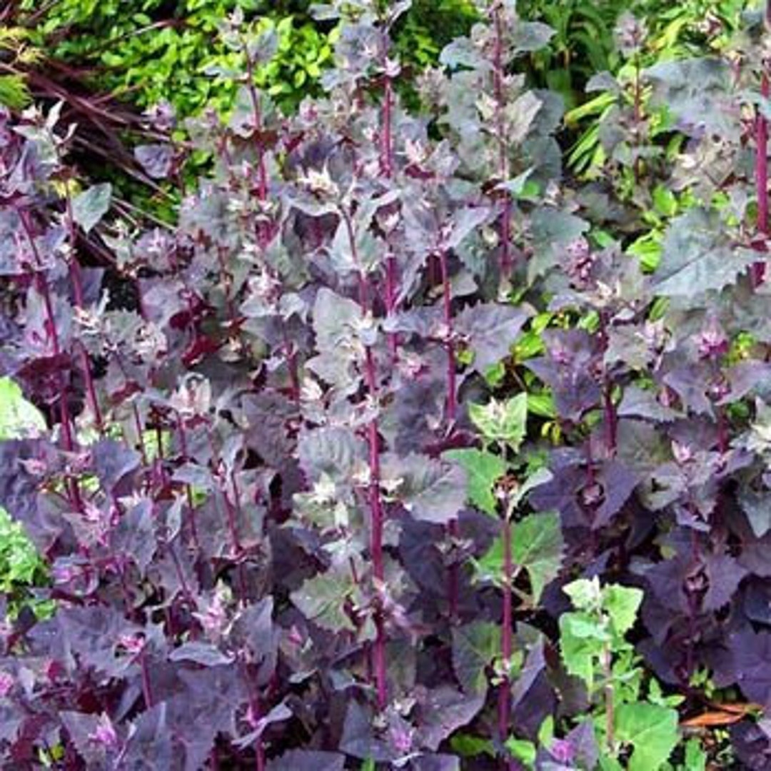 Mountain Spinach Herb Seeds/orach/atriplex Hortensis Red Plume/annual ...