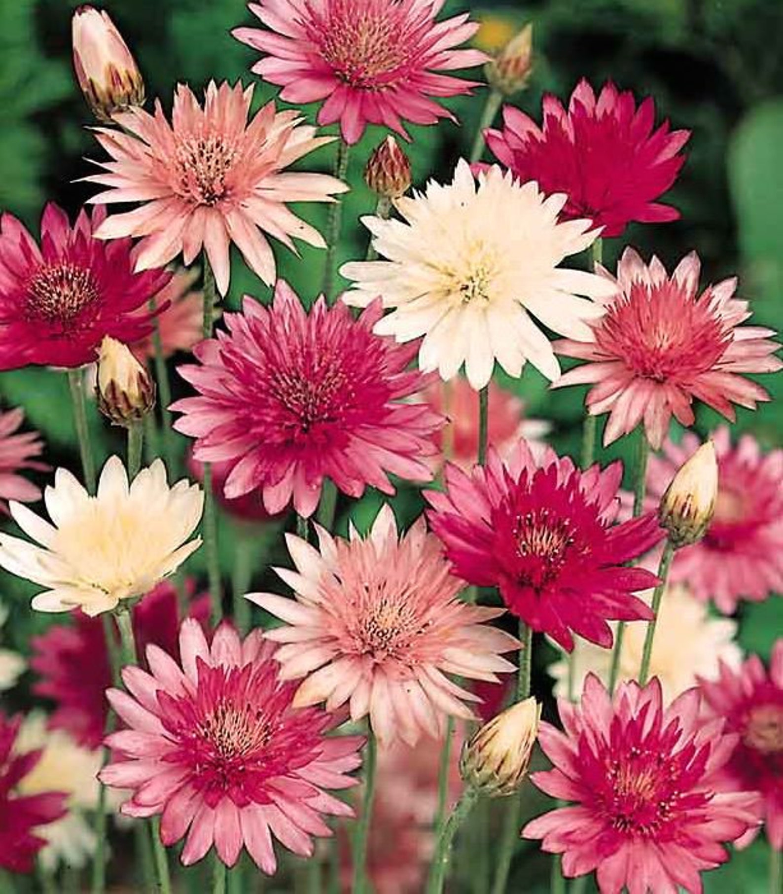 Xeranthemum Lumina Mix Flower Seeds / Annual 75 - Etsy