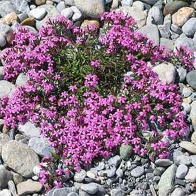 Rose-pink Rock Soapwort Flower Seeds/Saponaria | Etsy