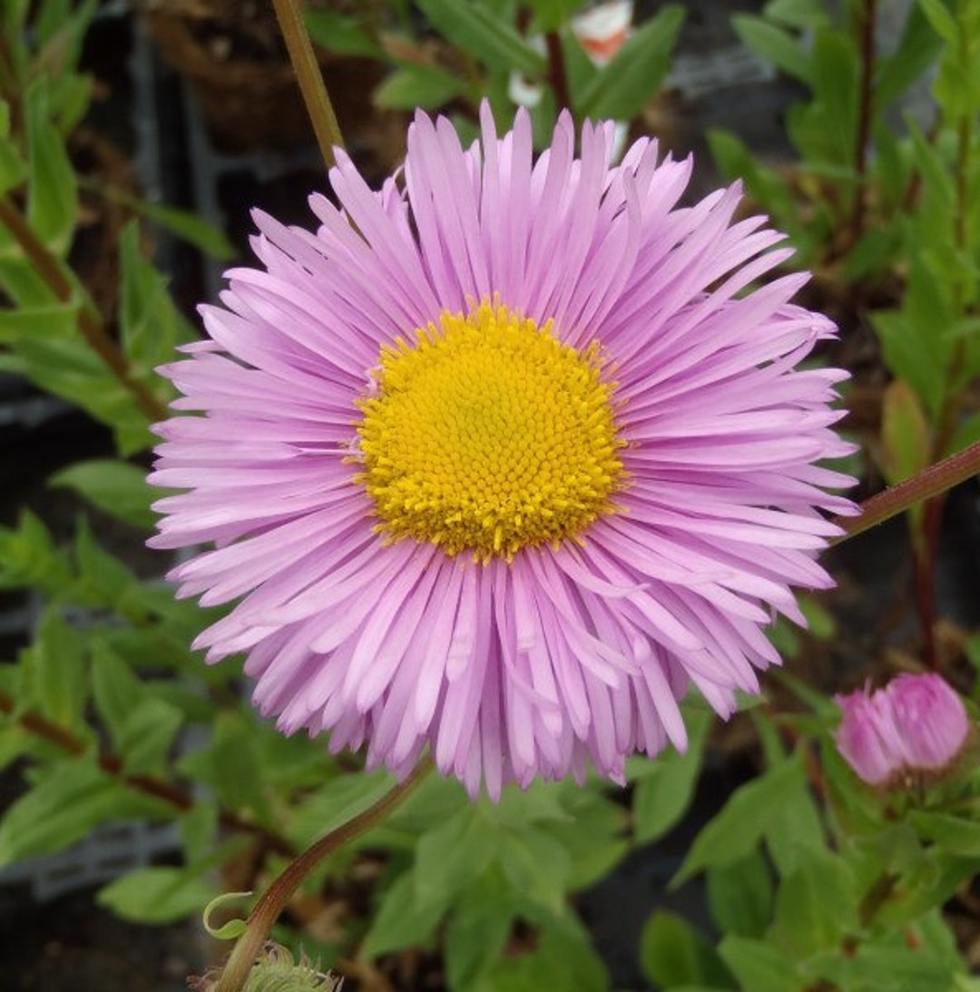Erigeron Pink Jewel Flower Seeds/perennial 50+ - Etsy
