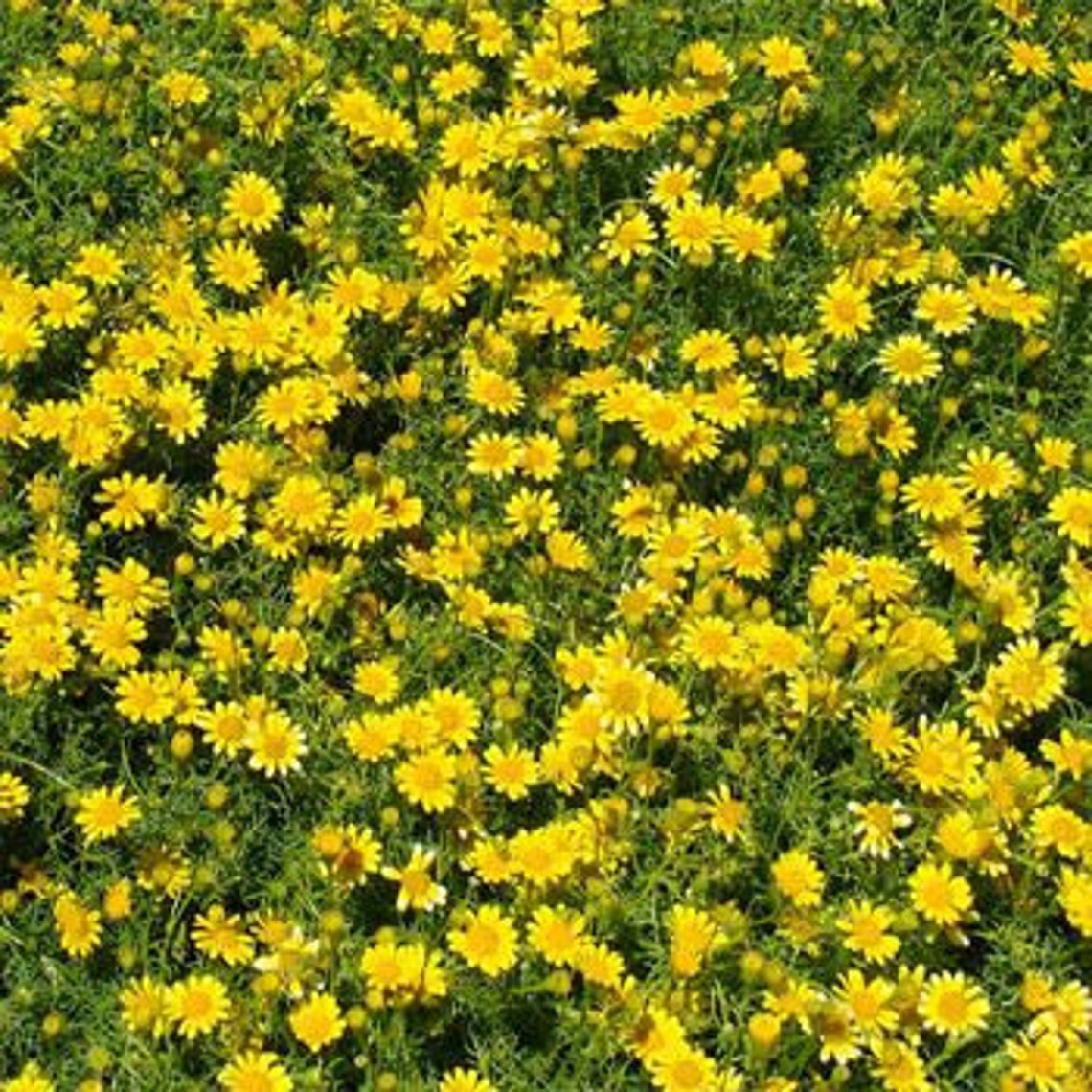 Dahlberg Gold Carpet Daisy Flower Seed/thymophylla - Etsy Norway
