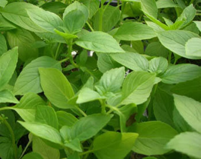 Lemon Basil Herb Seeds/ocimum Basilicum Citriodorum/annual 60+ - Etsy