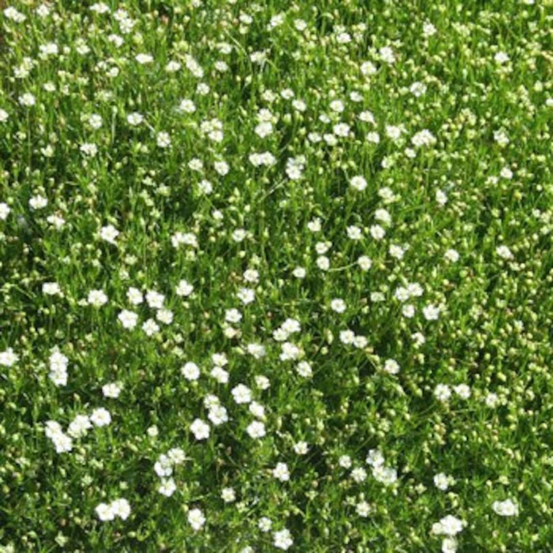 Irish Moss Plant Seeds/sagina Subulata/perennial 60 | Etsy