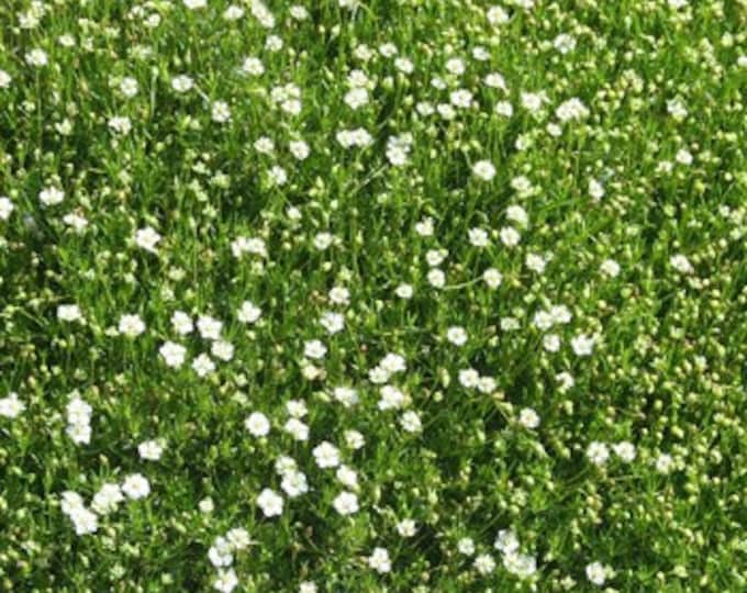 Irish Moss Plant Seeds/sagina Subulata/perennial 60+ - Etsy