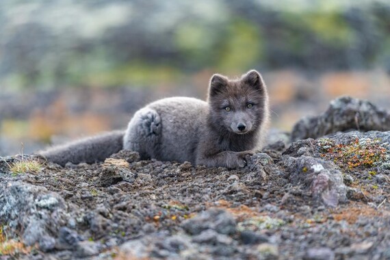 Arctic Fox Kit