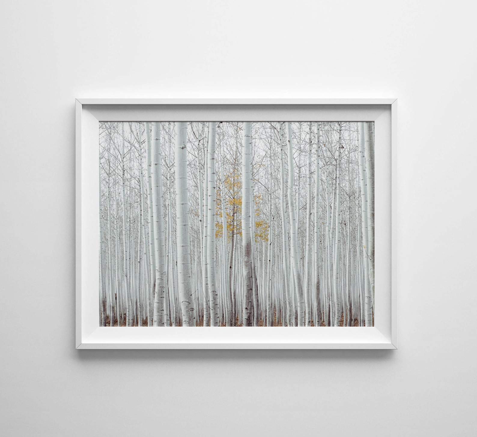 Birch Print, Birch Tree Photography, Woodland Print, White Birch Art ...