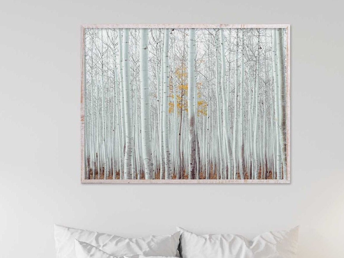 Birch Print Birch Tree Photography Woodland Print White | Etsy