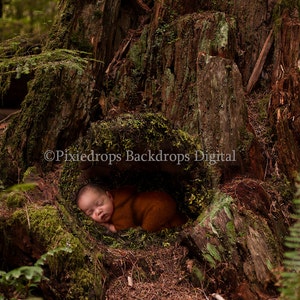Newborn Digital Prop (moss Covered Tree Stump With Moss Covered Basket ...