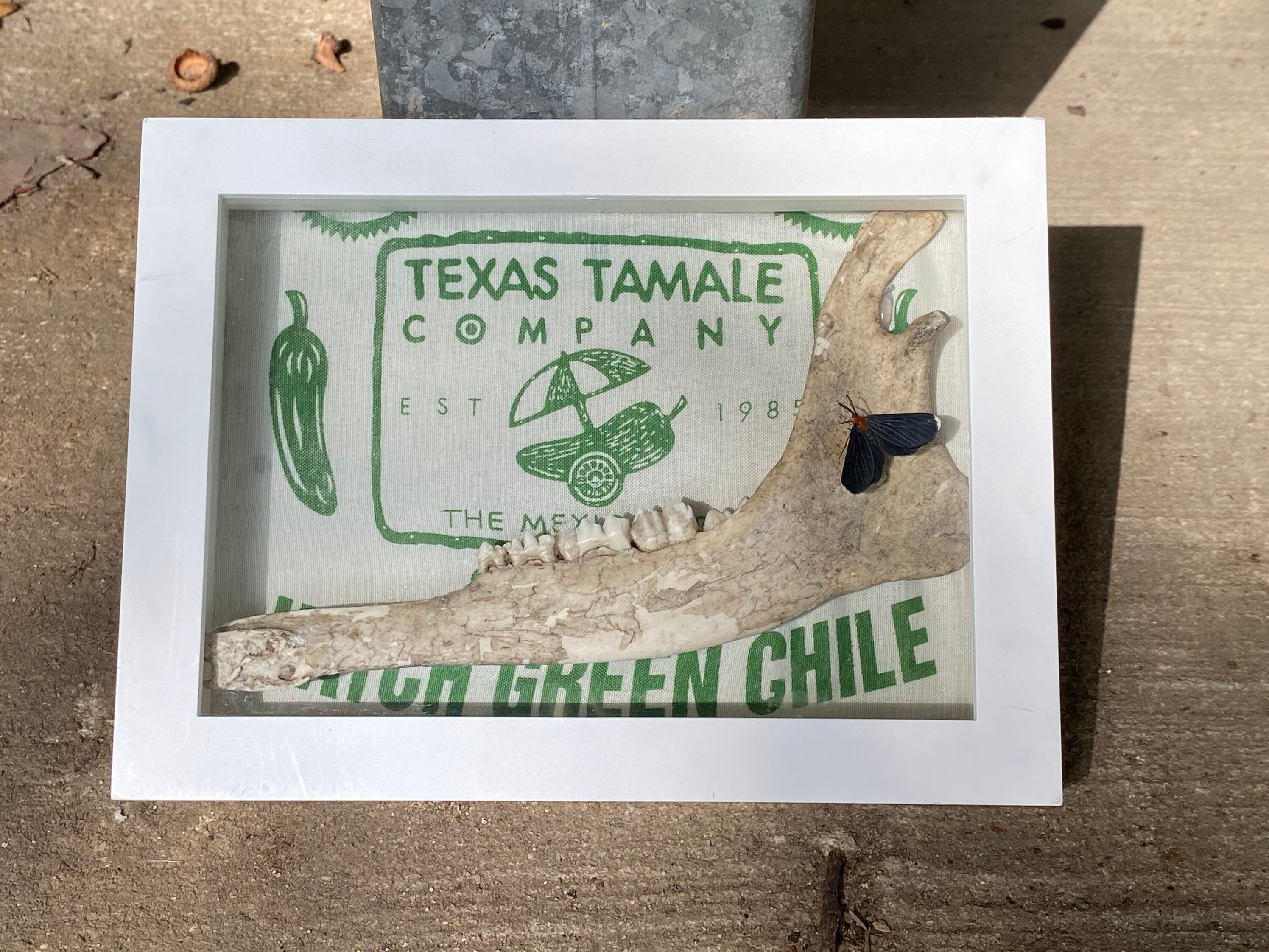 Hunting Shadow box with butterfly and deer jaw bone | Etsy