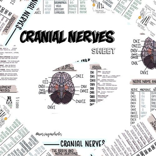Cranial Nerves Explained Study Guide for Healthcare - Etsy