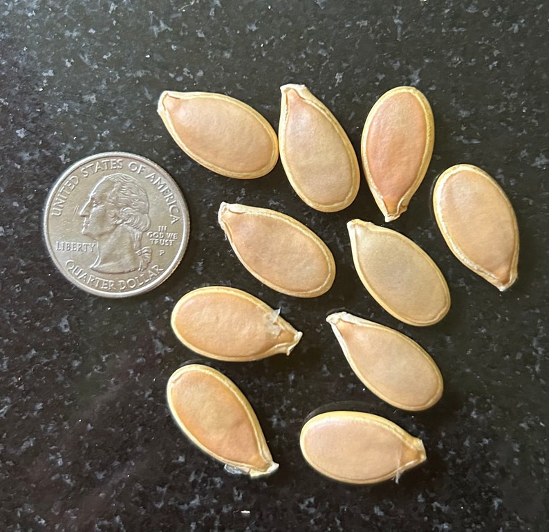 DOZEN ATLANTIC GIANT Pumpkin Seeds - Etsy
